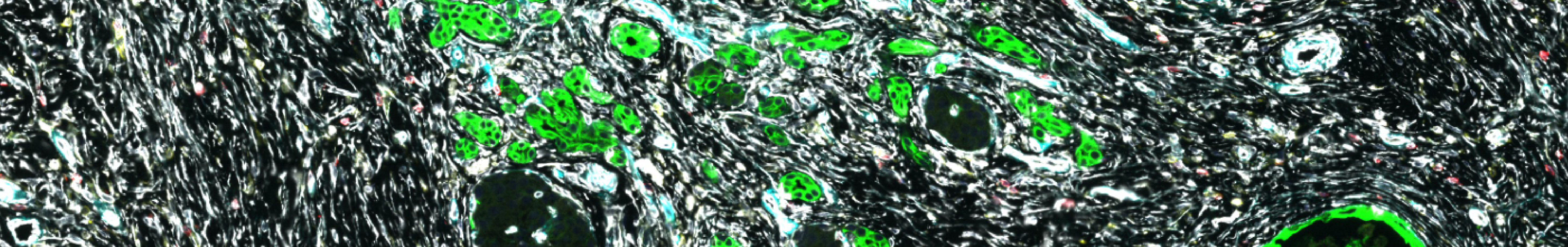 Lab Logo-05 – Carr Lab